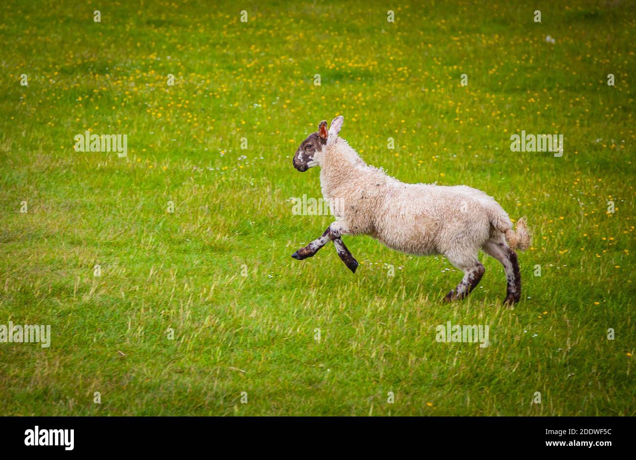 Jumping Sheep High Resolution Stock Photography and Images - Alamy