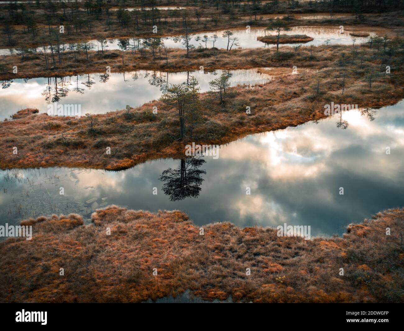 A beautiful view of a landscape with plants and water puddles with the ...