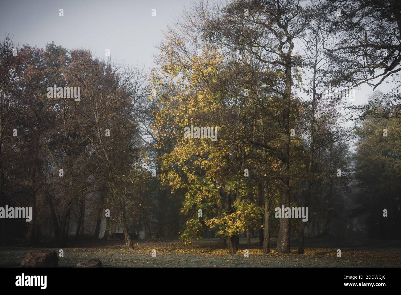 A beautiful view of a forest with a lot of trees in the early morning ...