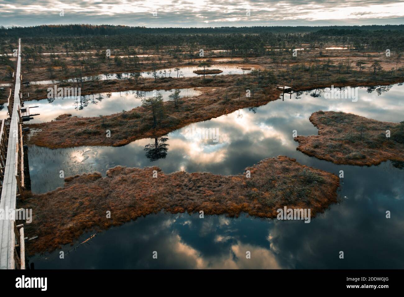 A beautiful view of a landscape with plants and water puddles with the ...