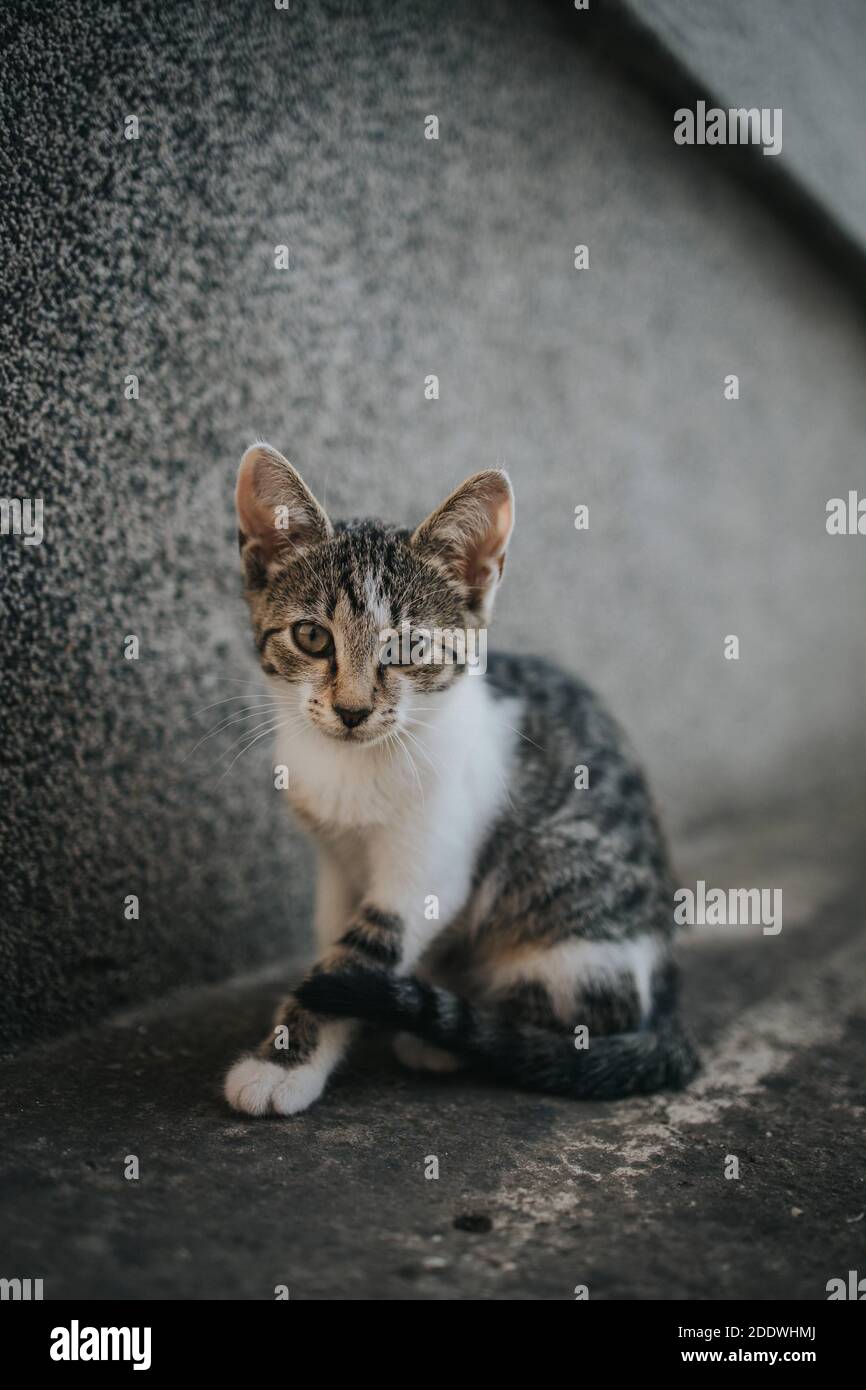 A cute little tabby cat sitting on the ground outdoors Stock Photo - Alamy
