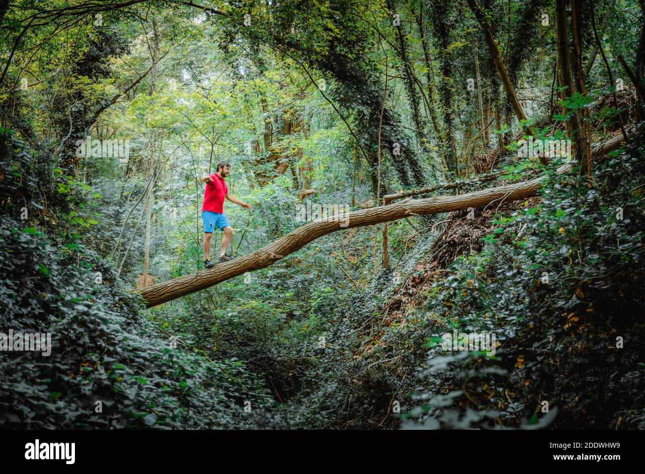 Man balancing on a tree trunk in the middle of the forest - Hiker is ...