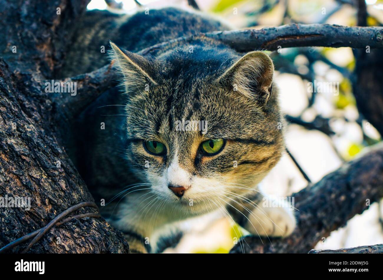 A cat in the tree Stock Photo - Alamy