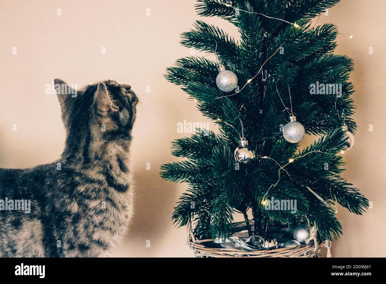 Cute animals cats hi-res stock photography and images - Alamy