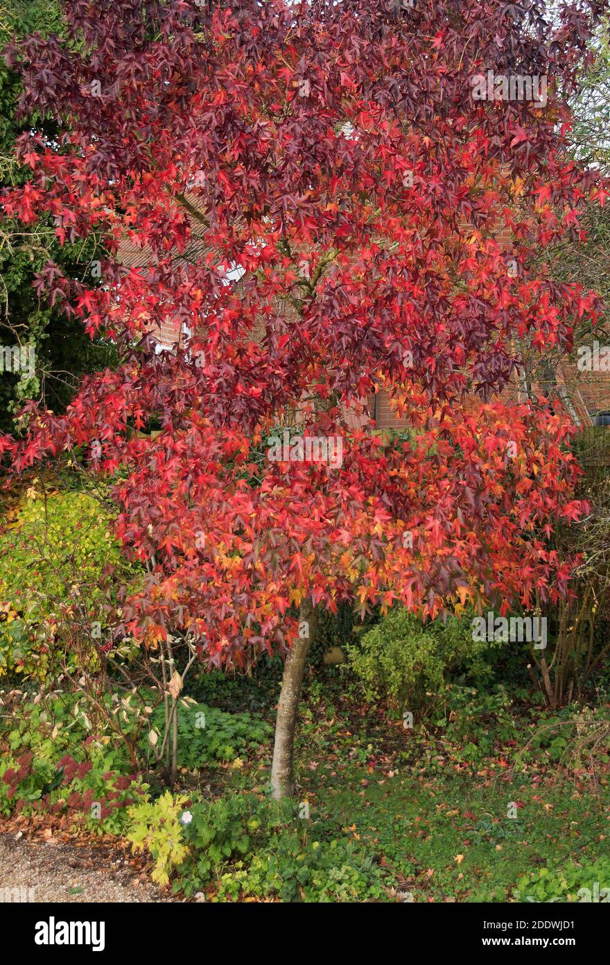 American sweet gum garden hi-res stock photography and images - Alamy