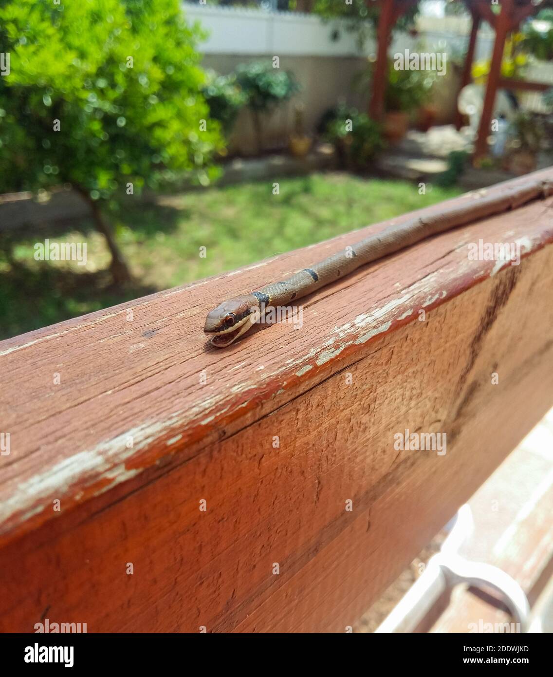 A small snake creeps on the wooden balcony railing in the garden. Close ...