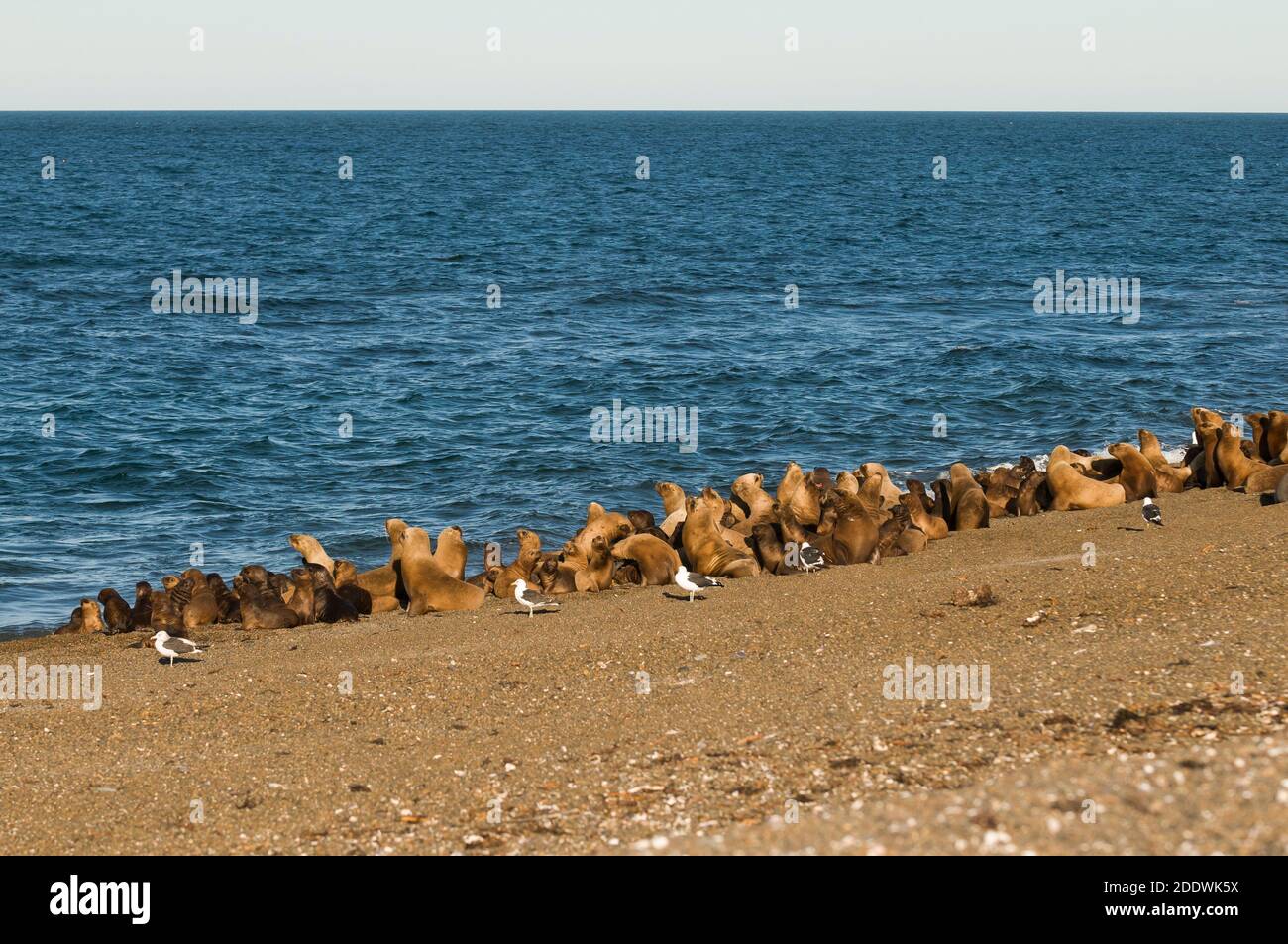 Sea Lion , colony, patagonia, Argentina Stock Photo - Alamy
