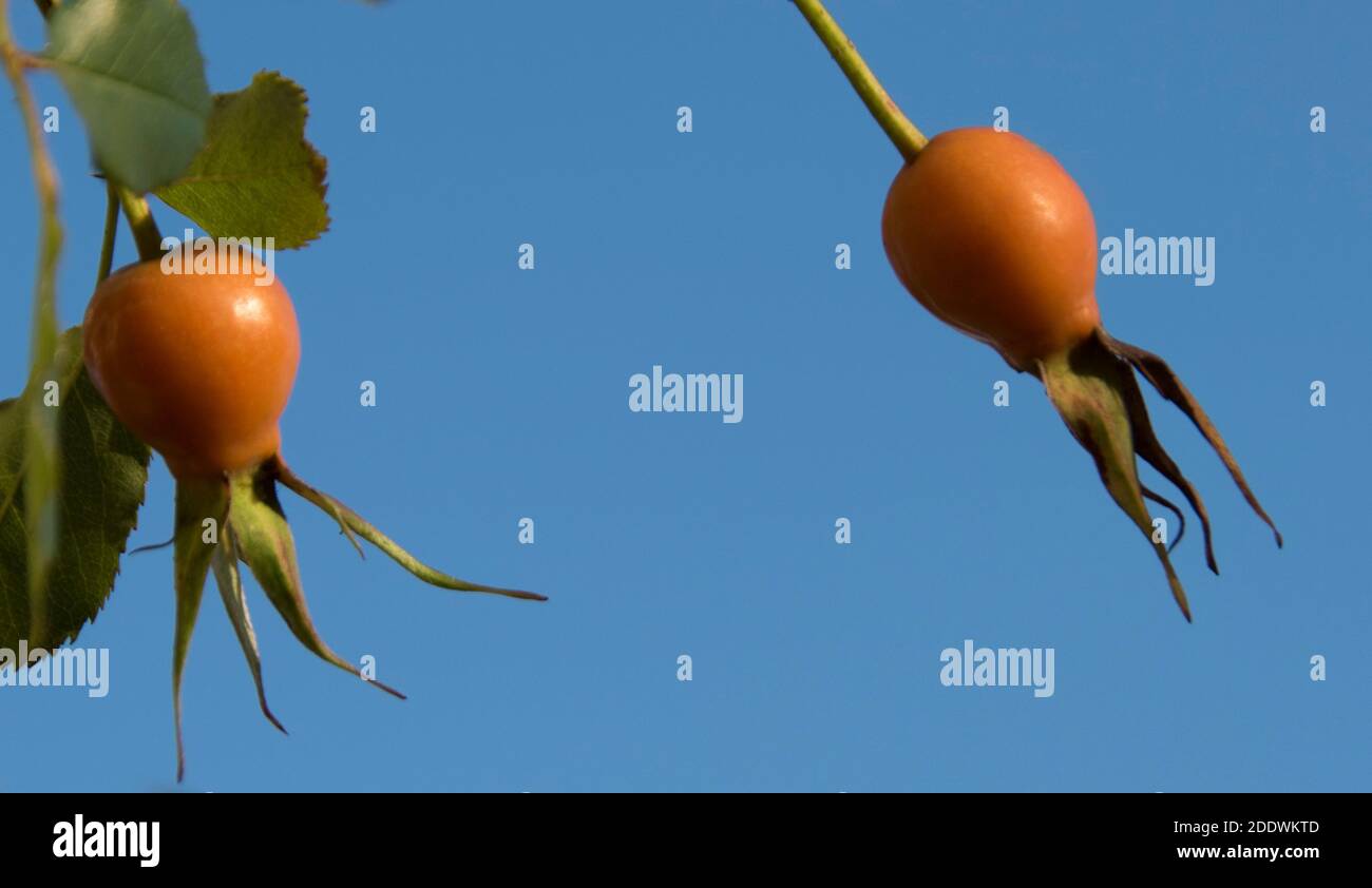 Welcome with rose hi-res stock photography and images - Alamy