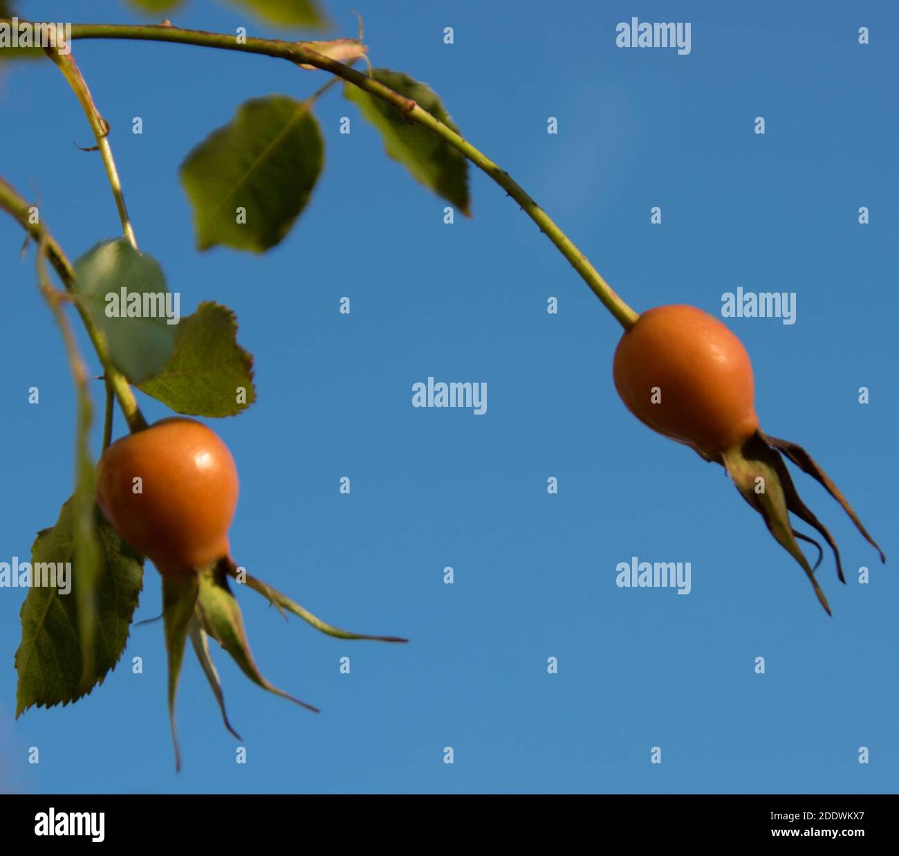 Welcome with rose hi-res stock photography and images - Alamy