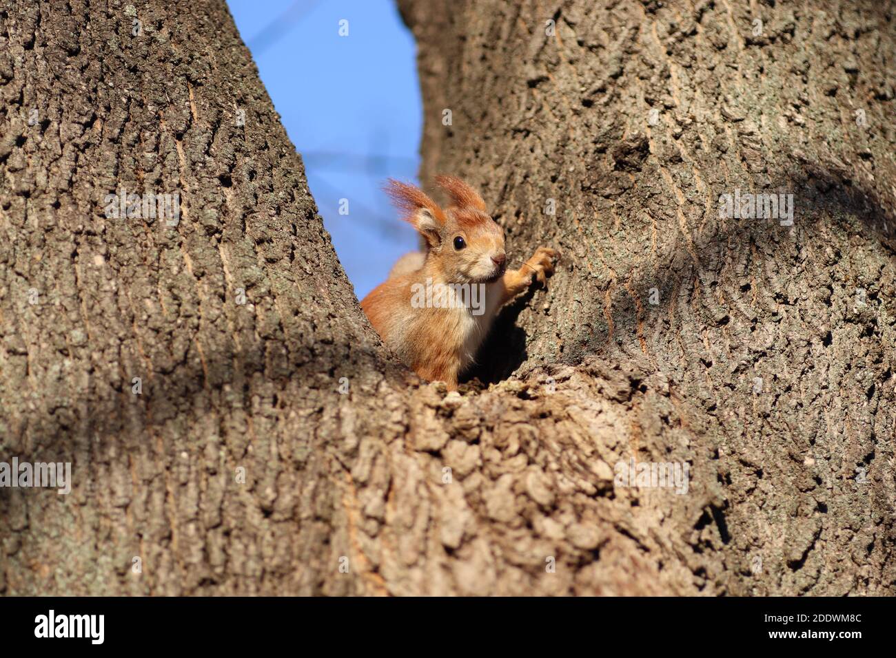 beautiful red squirrel basking in the sun on a tree Stock Photo - Alamy