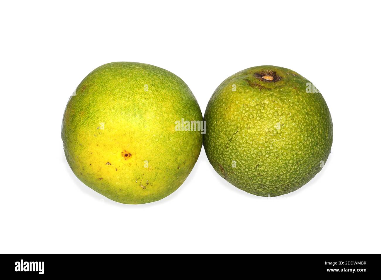 Fresh mosambi isolated on white backgrounds Stock Photo - Alamy