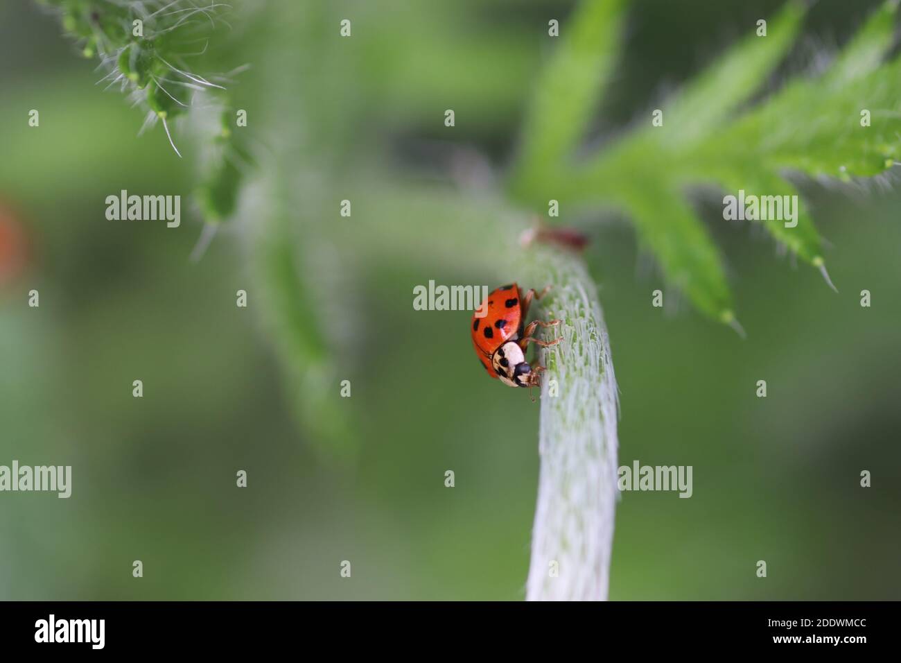 on a sunny day, a red ladybug walks on fluffy green leaves Stock Photo ...