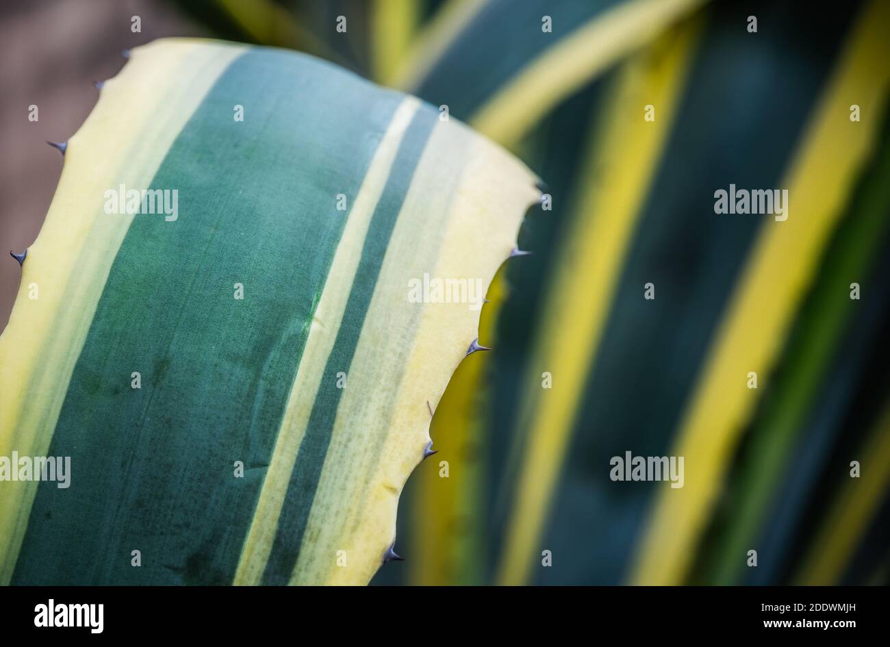 Tropical plant agave in garden hi-res stock photography and images - Alamy