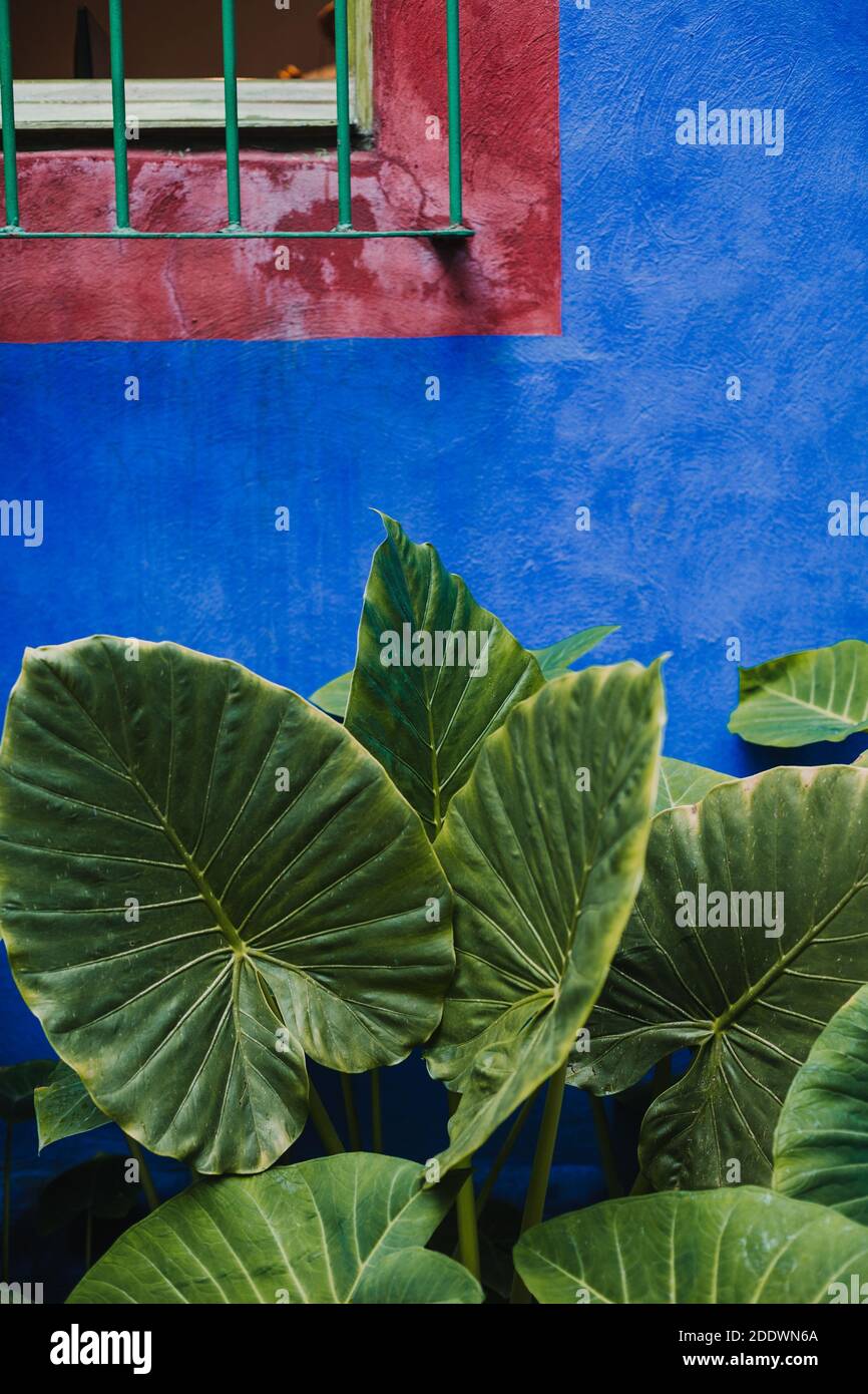 Big leaf plants hi-res stock photography and images - Alamy