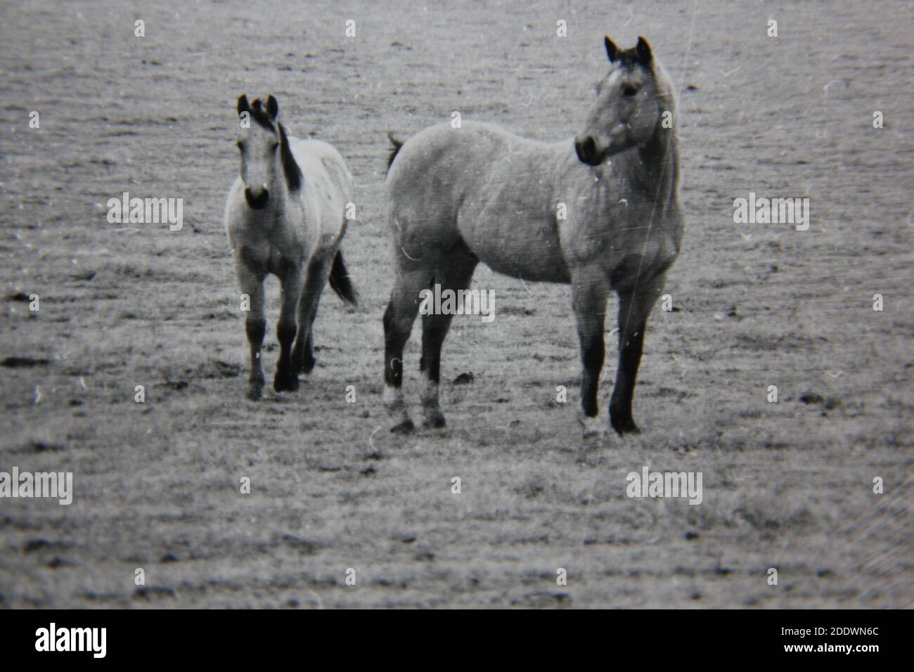 Fine 1970s vintage black and white photography of the natural beauty of ...
