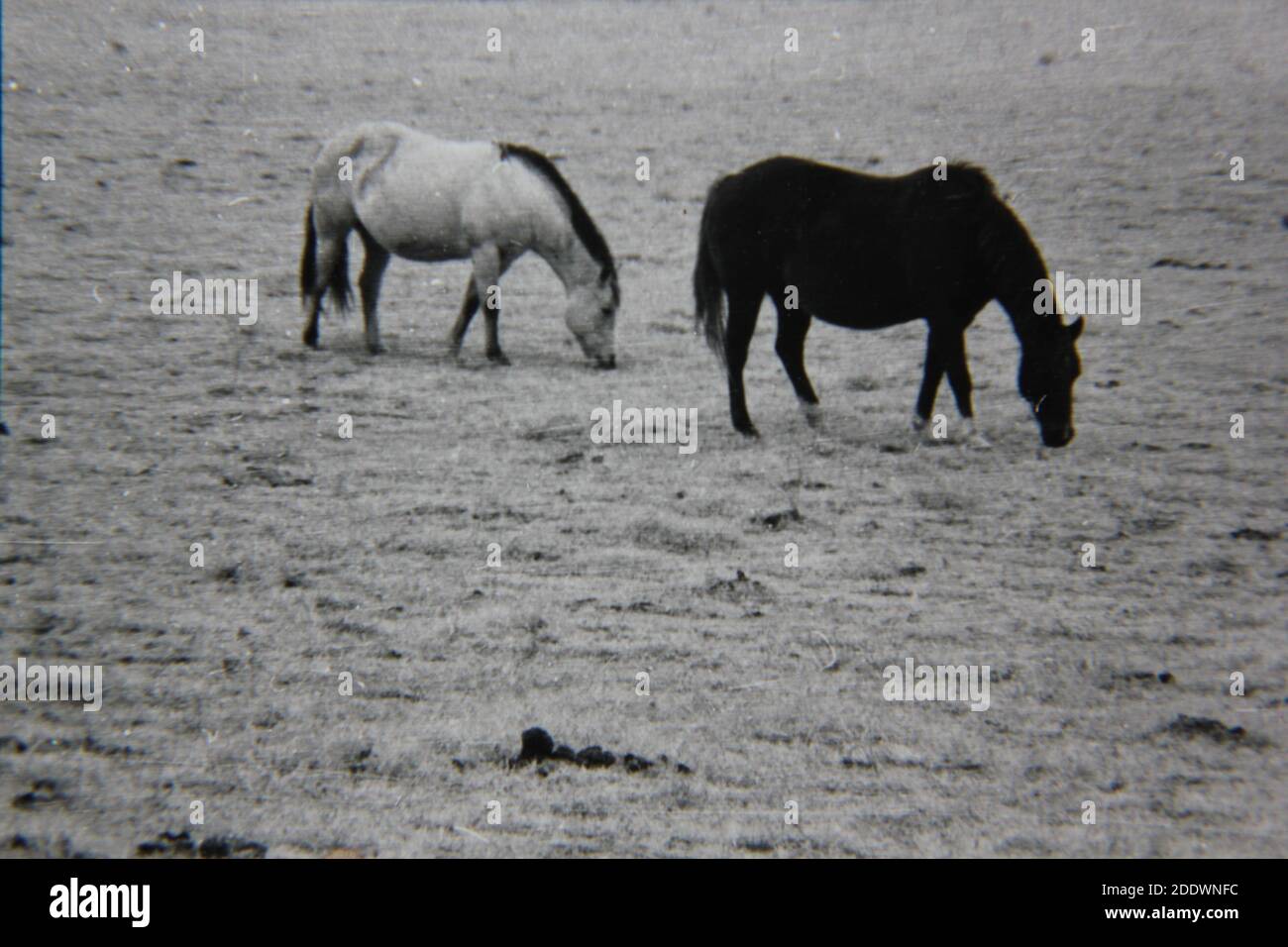 Fine 1970s vintage black and white photography of the natural beauty of ...