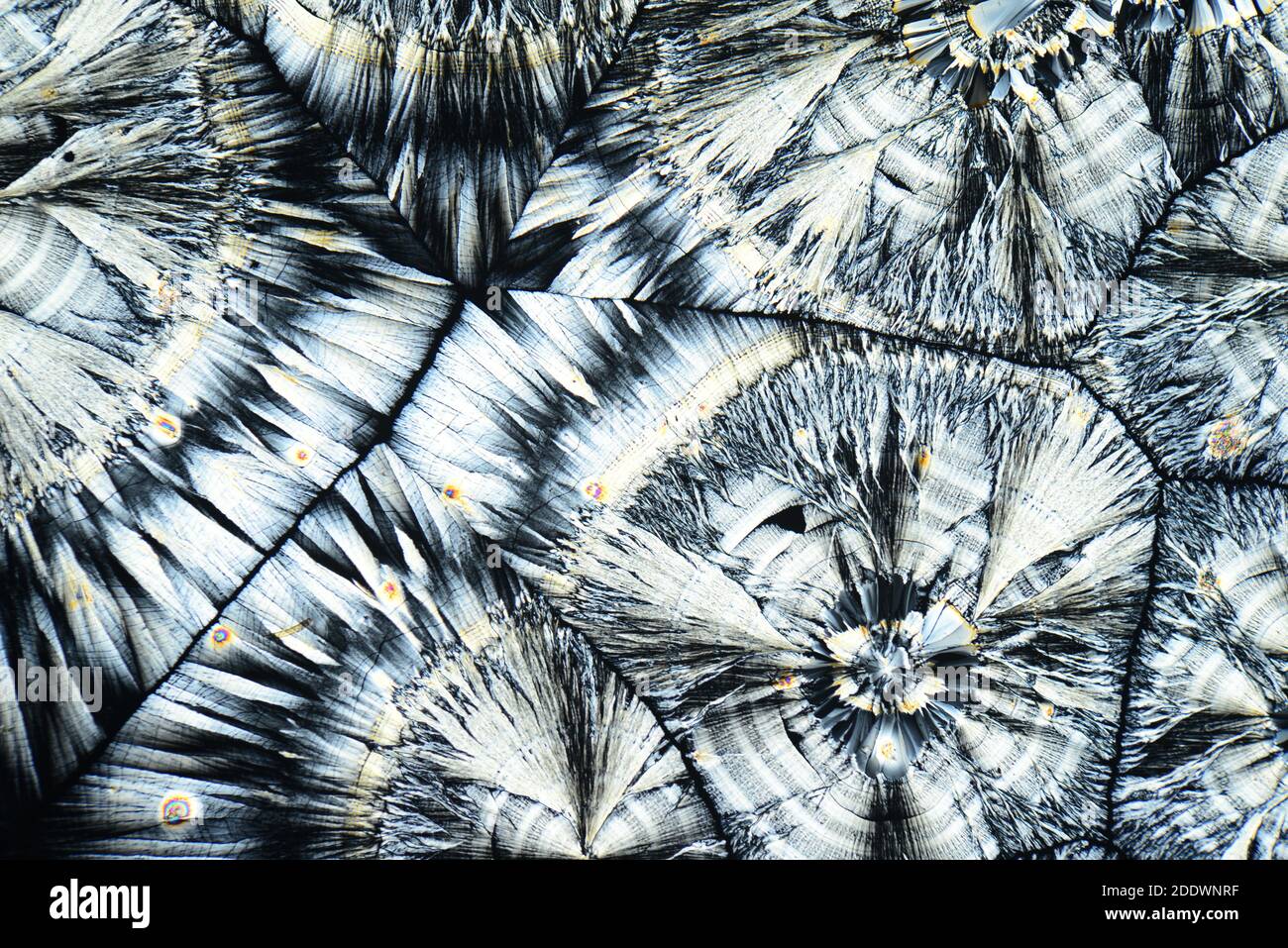 Crystals of hippuric acid under microscope with polarized light Stock ...