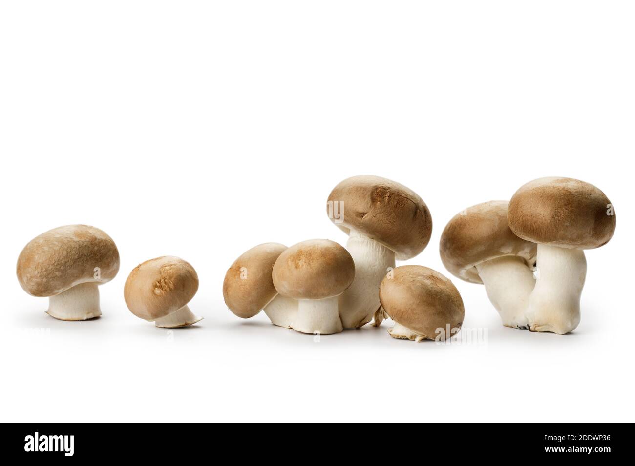 Champignon mushrooms isolated on white background. Vegetarian food ...