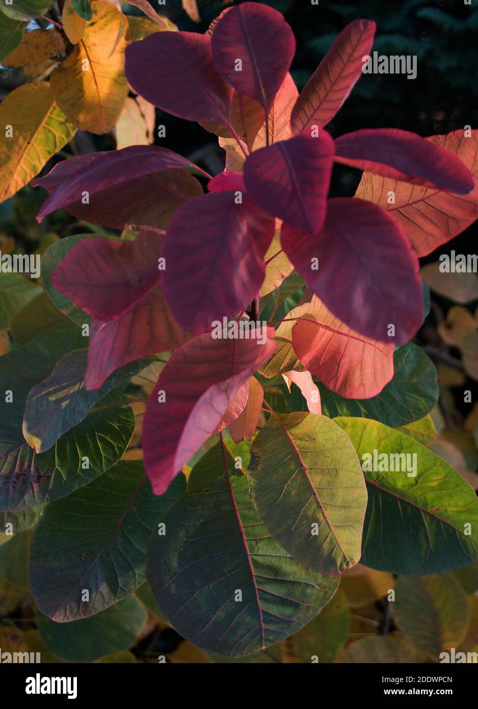 Cotinus coggygria 'Grace' Stock Photo - Alamy