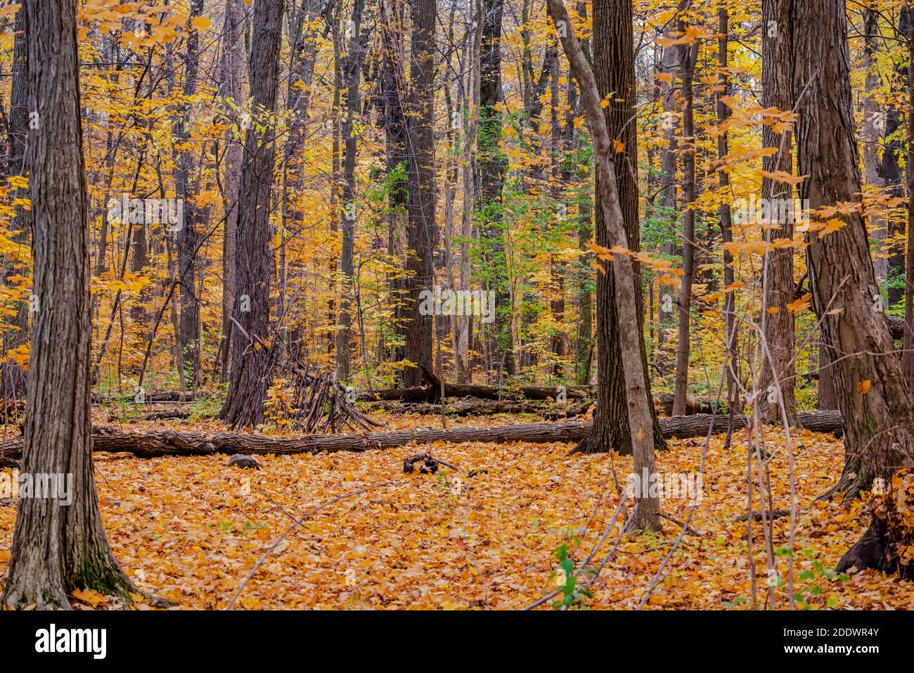 Autumn colors in the park Stock Photo - Alamy