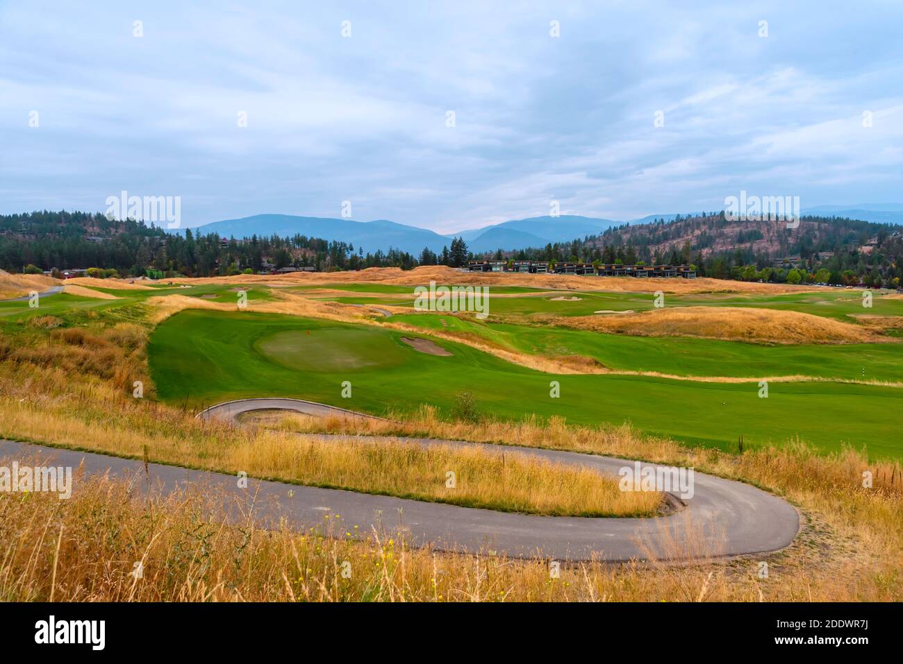Asphalt winding road to the golf club. The yellow and green grass of a ...
