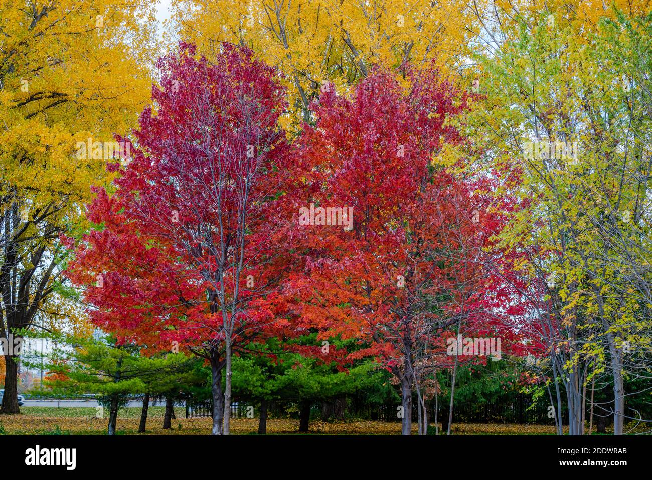 Autumn colors in the park Stock Photo - Alamy