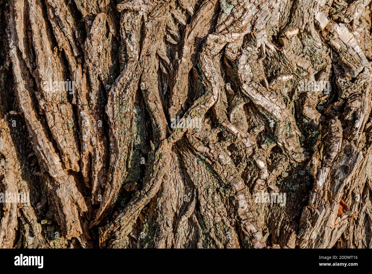 Tree Bark texture, close-up photo Stock Photo - Alamy