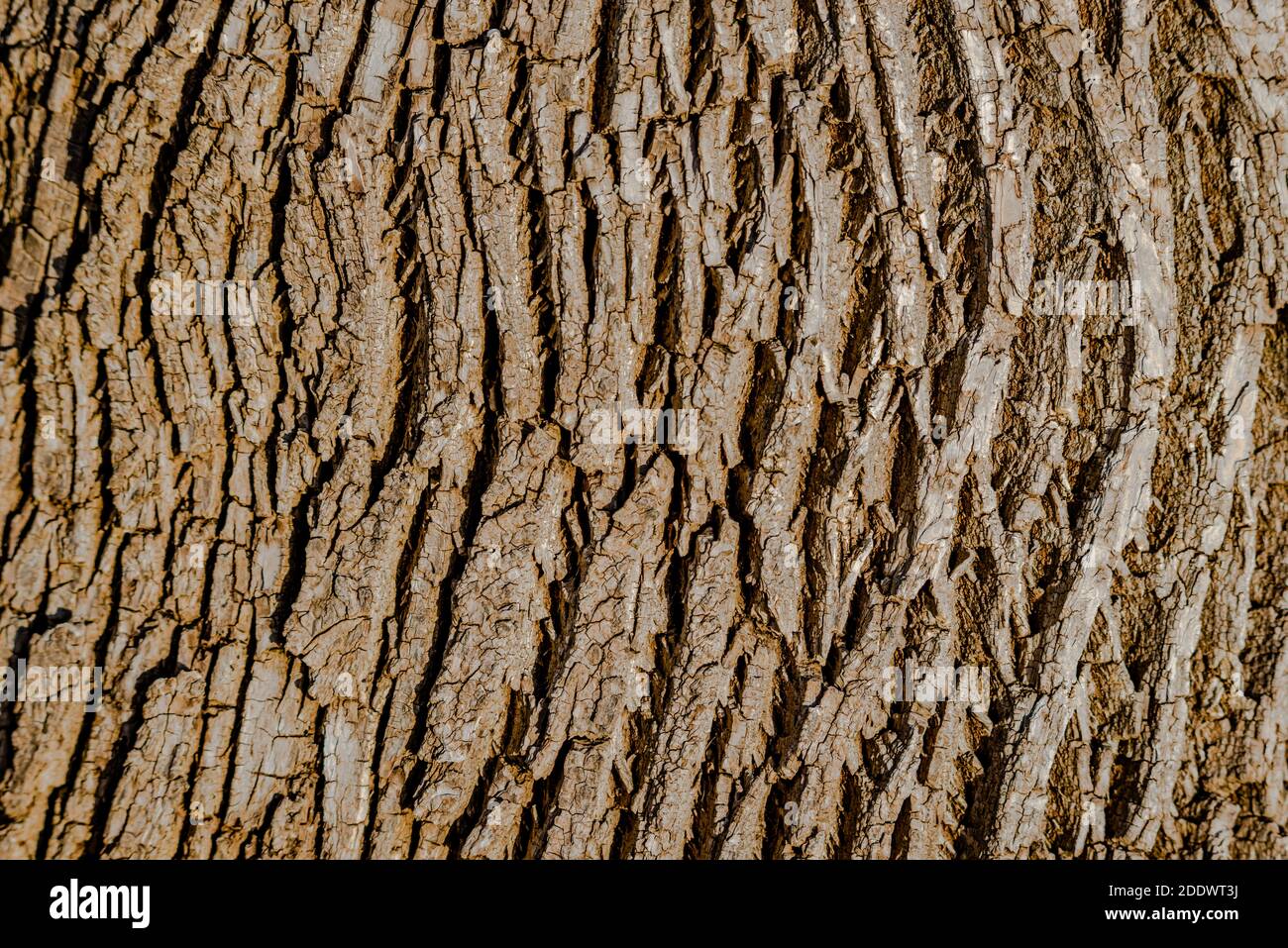 Tree Bark texture, close-up photo Stock Photo - Alamy