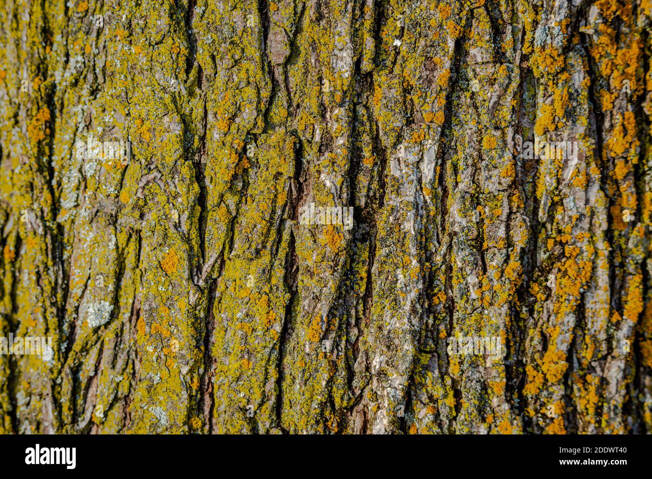 Tree Bark texture, close-up photo Stock Photo - Alamy