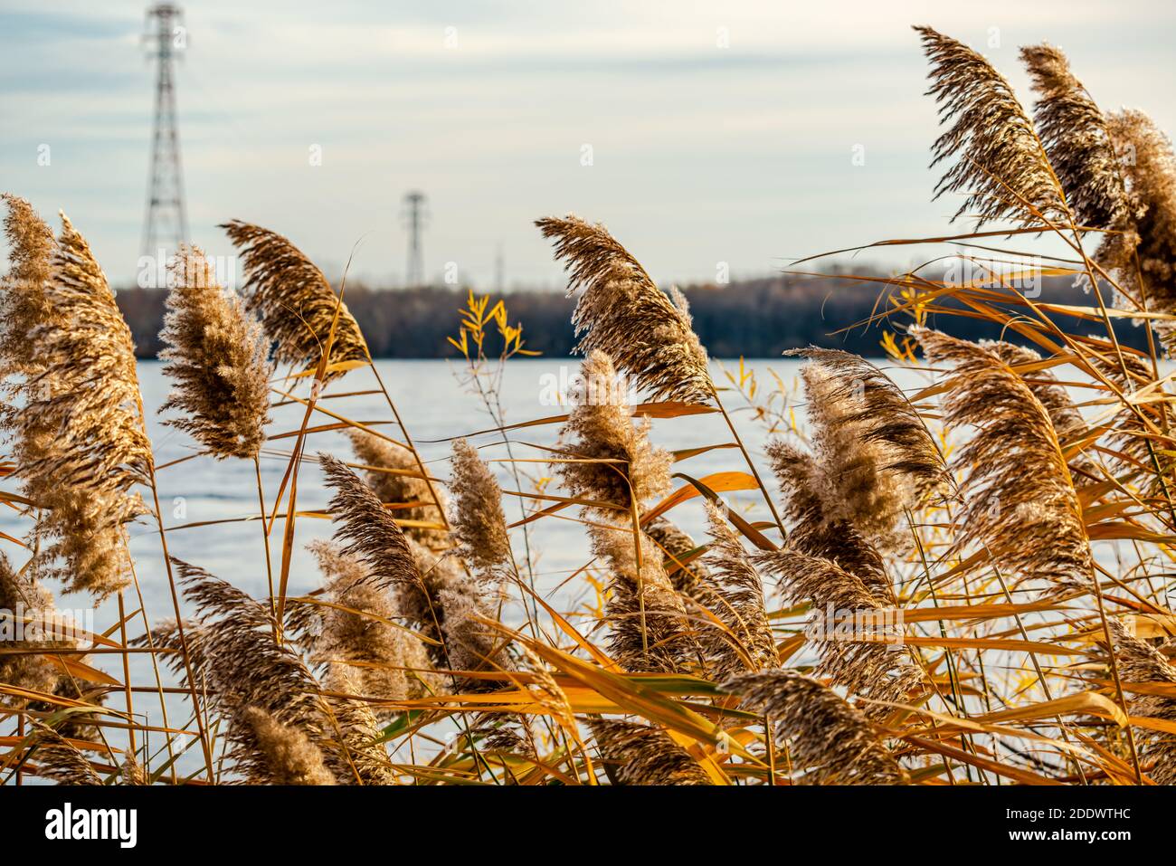 Reeds by the river in the autumn Stock Photo - Alamy
