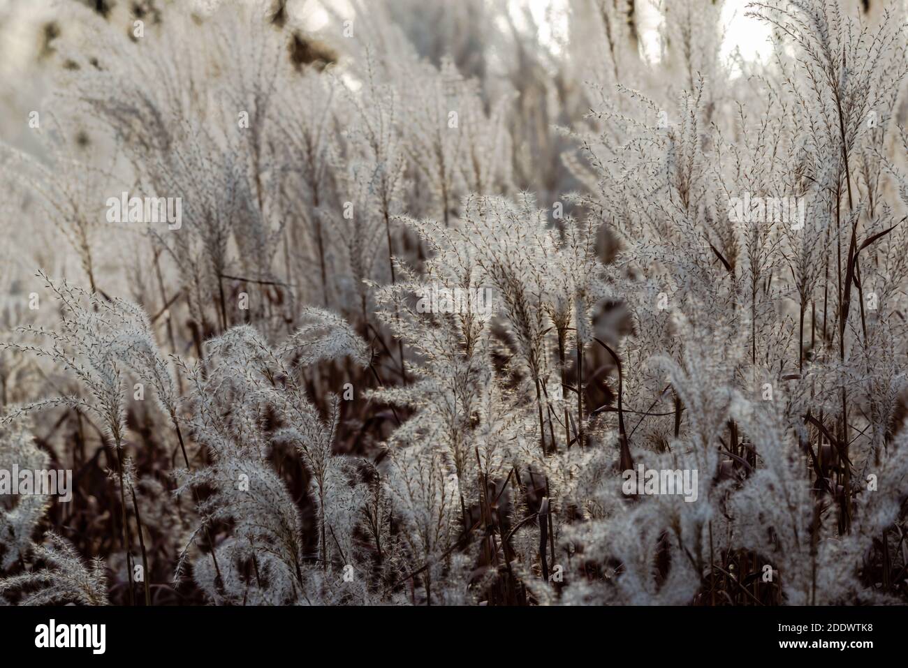Reeds by the river in the autumn Stock Photo - Alamy