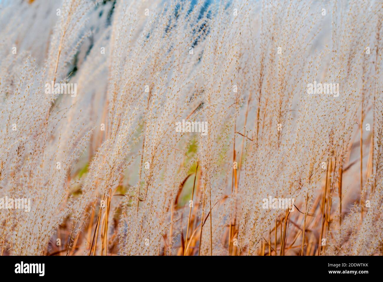 Reeds by the river in the autumn Stock Photo - Alamy