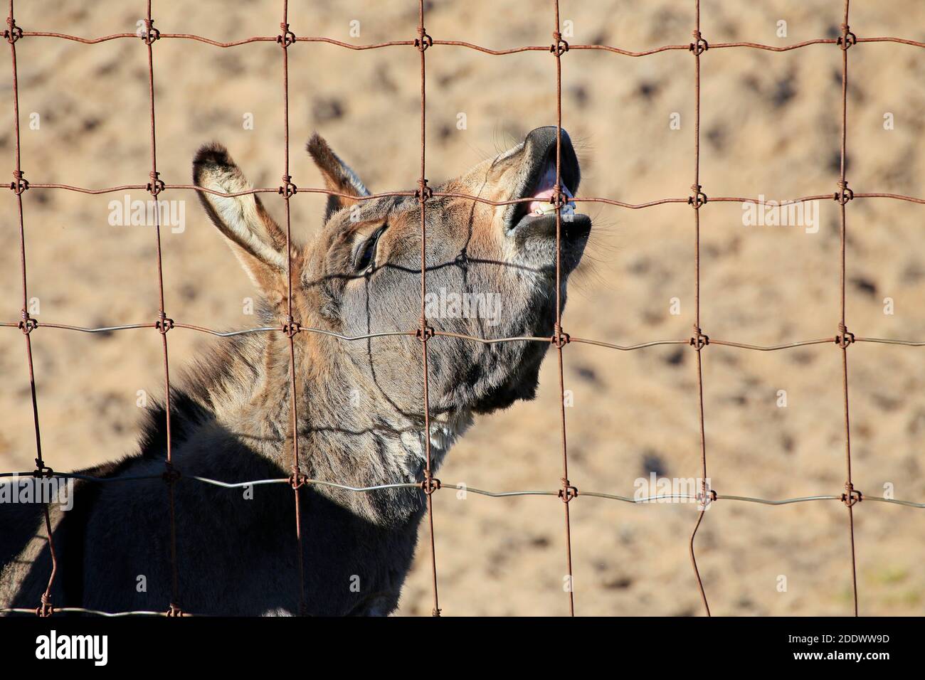 Donkey Call High Resolution Stock Photography and Images - Alamy