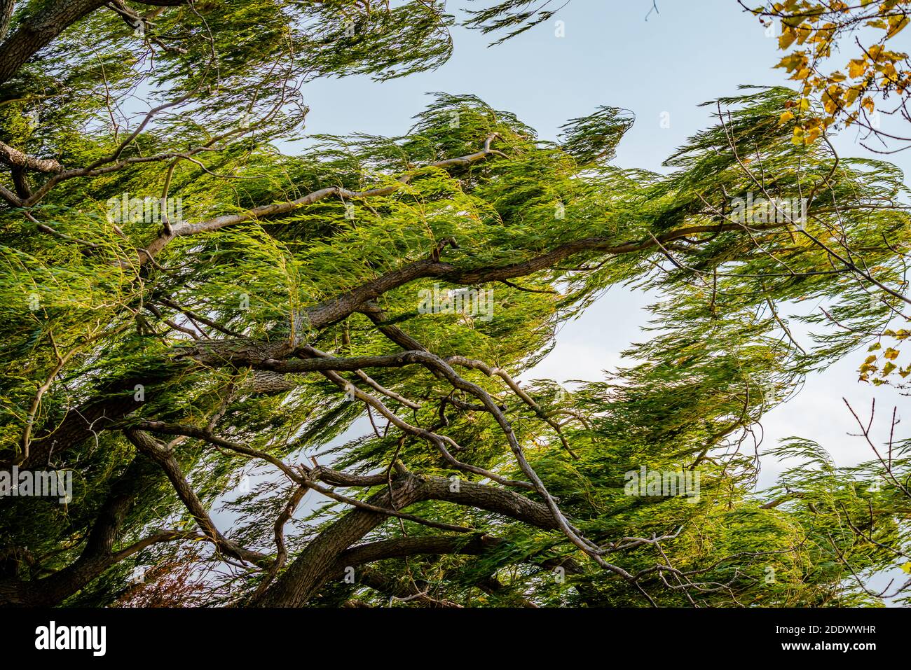 Stormy windy weather tree hi-res stock photography and images - Alamy