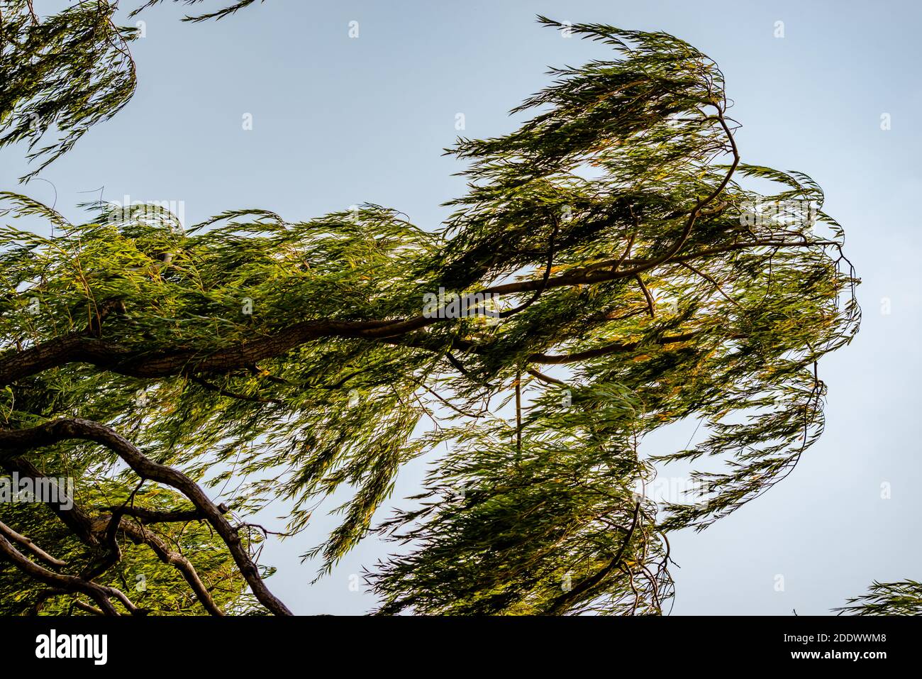 Stormy windy weather tree hi-res stock photography and images - Alamy
