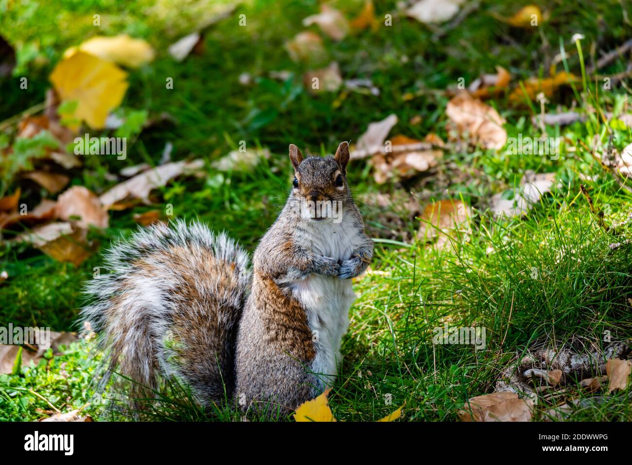 Squirrel in the city park Stock Photo - Alamy