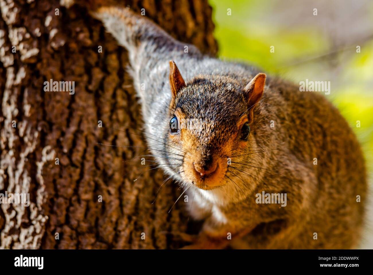 Squirrel in the city park Stock Photo - Alamy