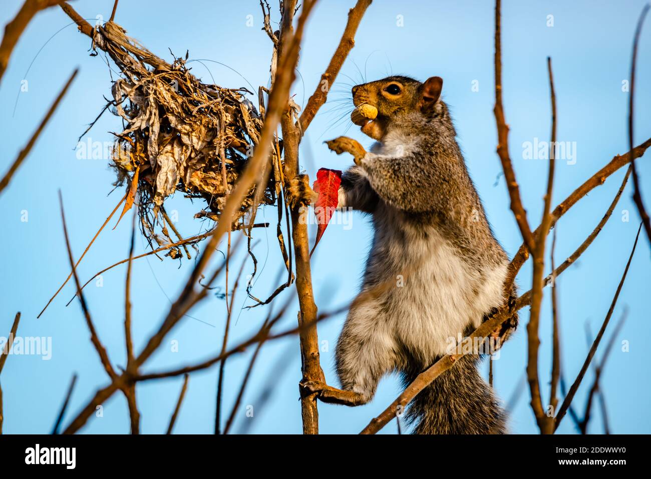 Squirrel in the city park Stock Photo - Alamy