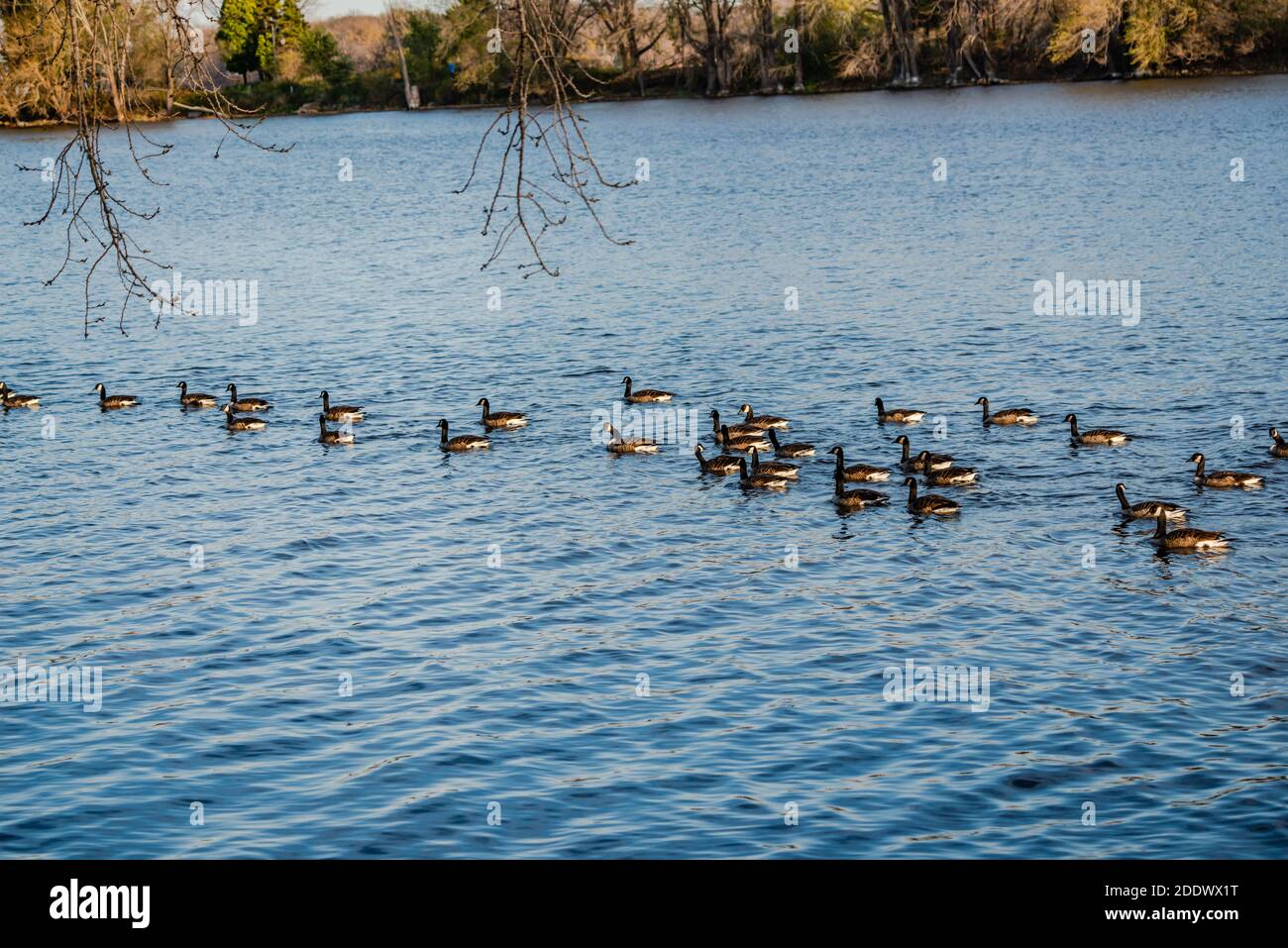 Wildlife and activities hi-res stock photography and images - Alamy