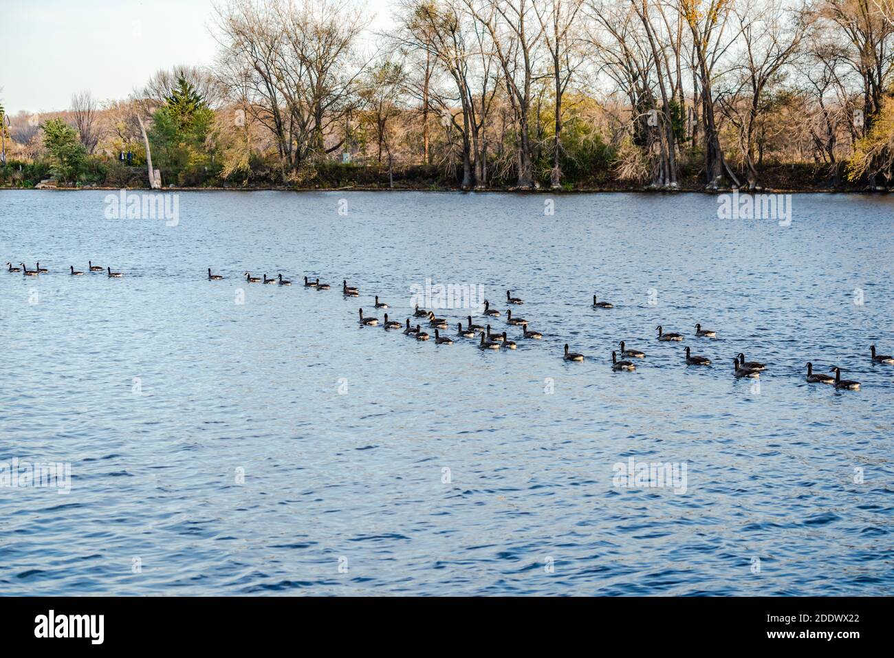 Canadian geese in migration hi-res stock photography and images - Alamy
