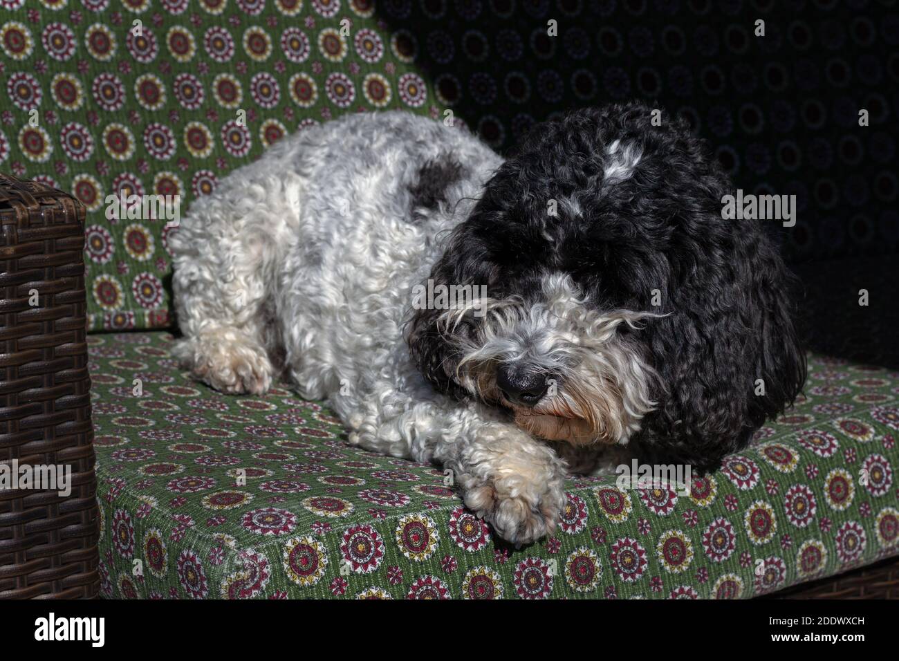 Cute black and white cockapoo resting on a sofa outside in the sun ...