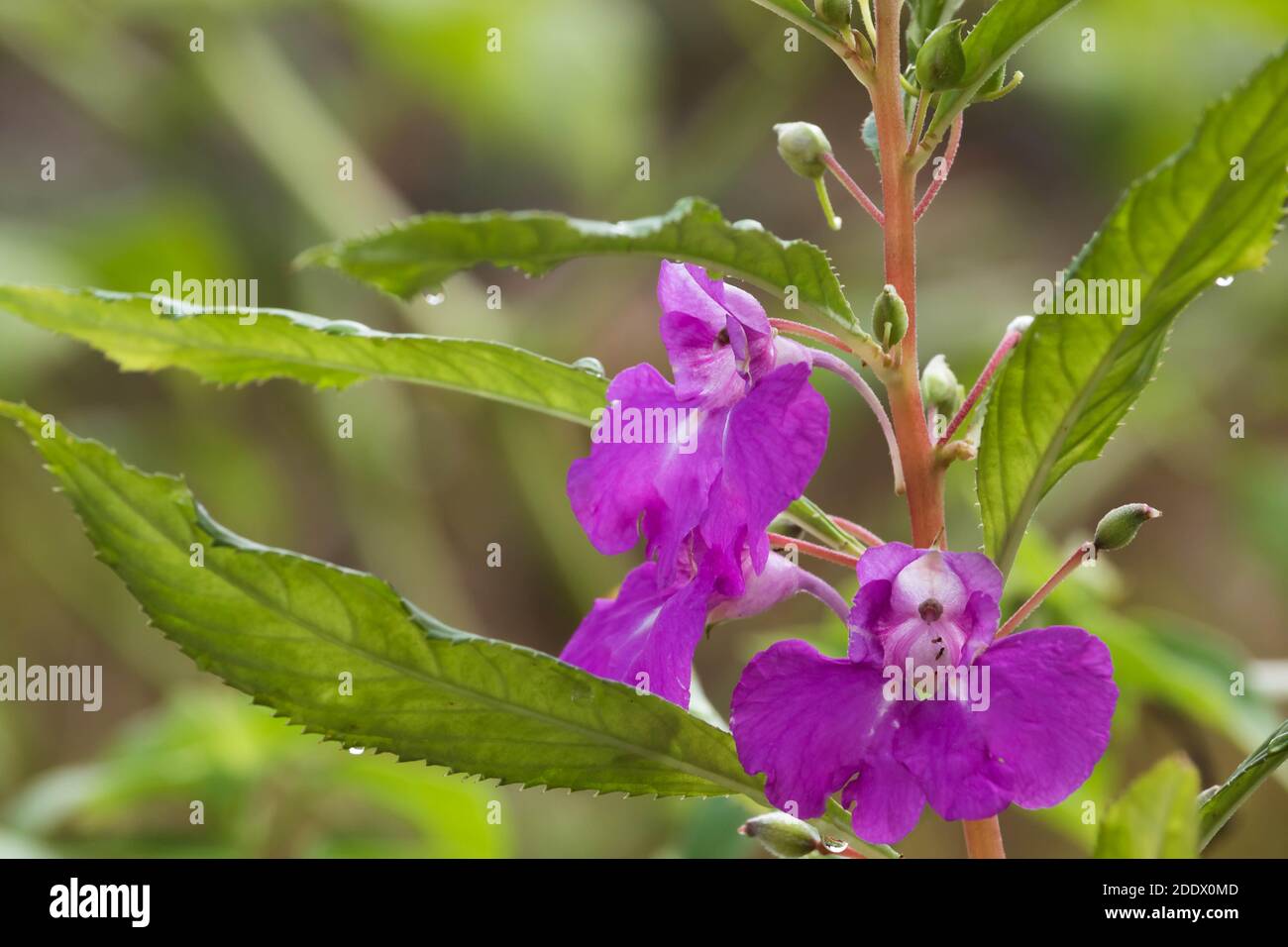 Kudalu plant hi-res stock photography and images - Alamy