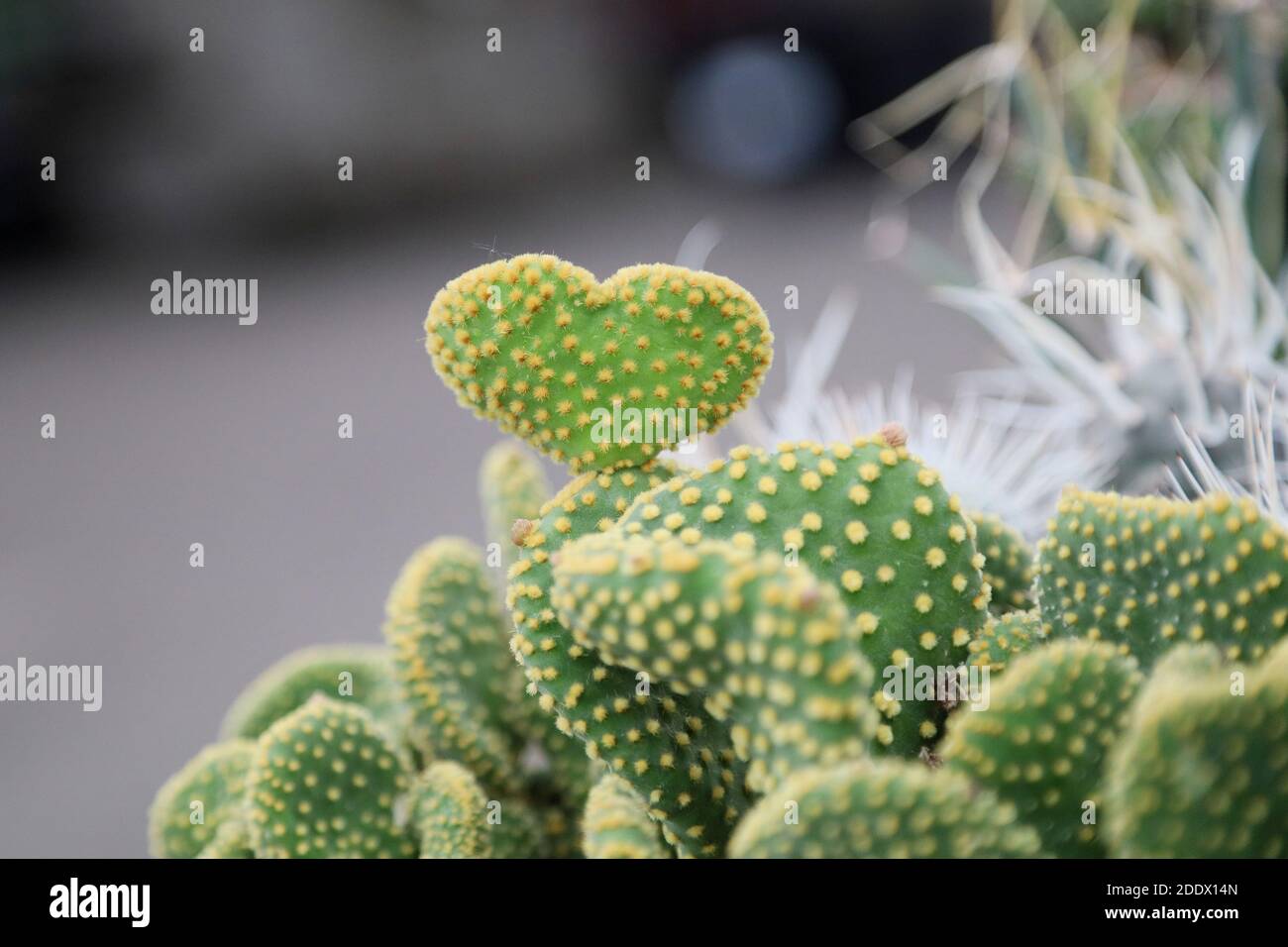 A heart shaped cactus signifying both love and hate Stock Photo - Alamy
