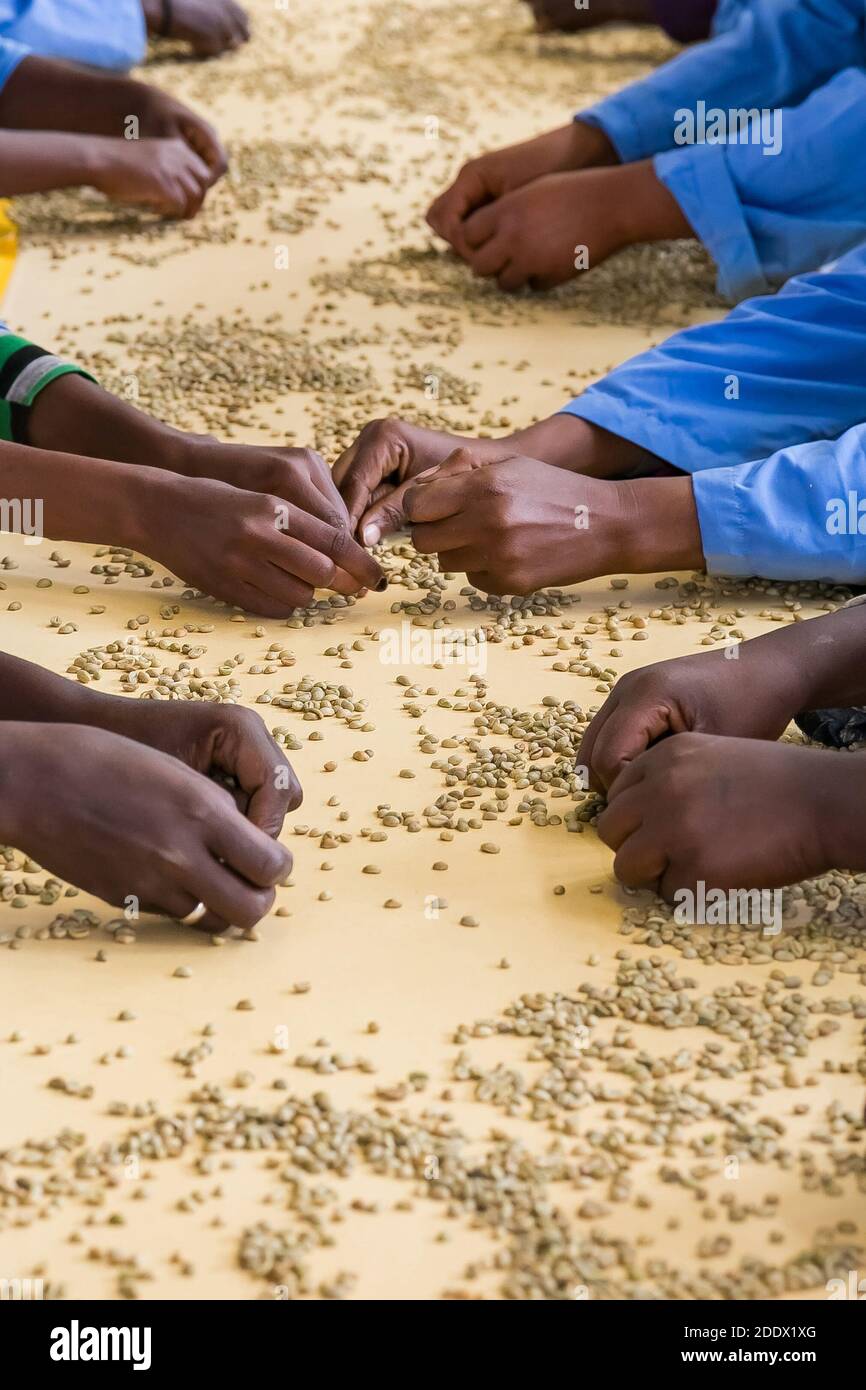 A vertical shot of African American hands sorting through coffee beans ...
