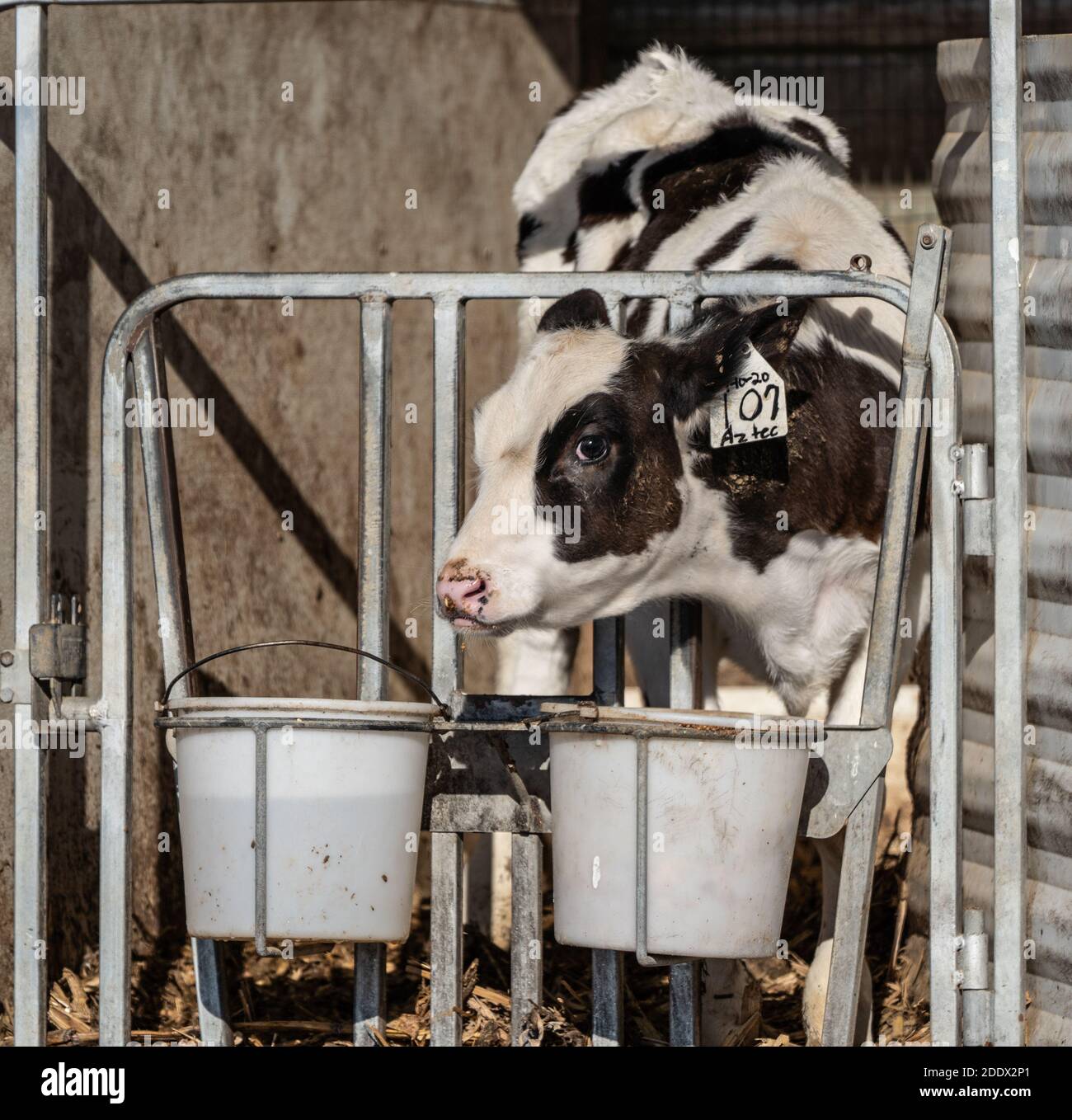 A young calf eats from bucket as he stands in barn stall Stock Photo ...