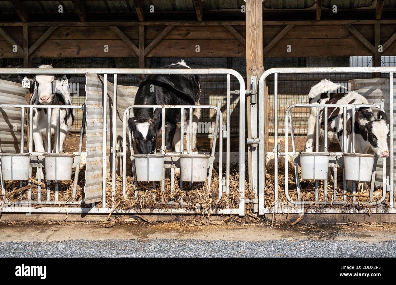 Young calves in barn eating hay, Lancaster County, Pennsylvania Stock ...