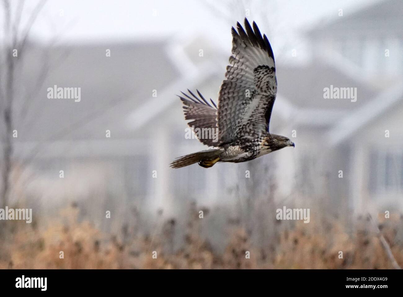 Red Tailed hawk living in small town flying Stock Photo - Alamy