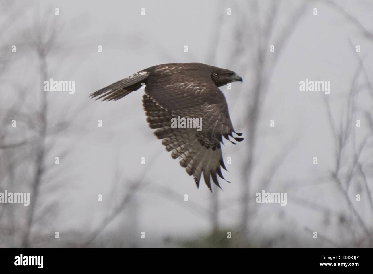 Red Tailed hawk living in small town flying Stock Photo - Alamy
