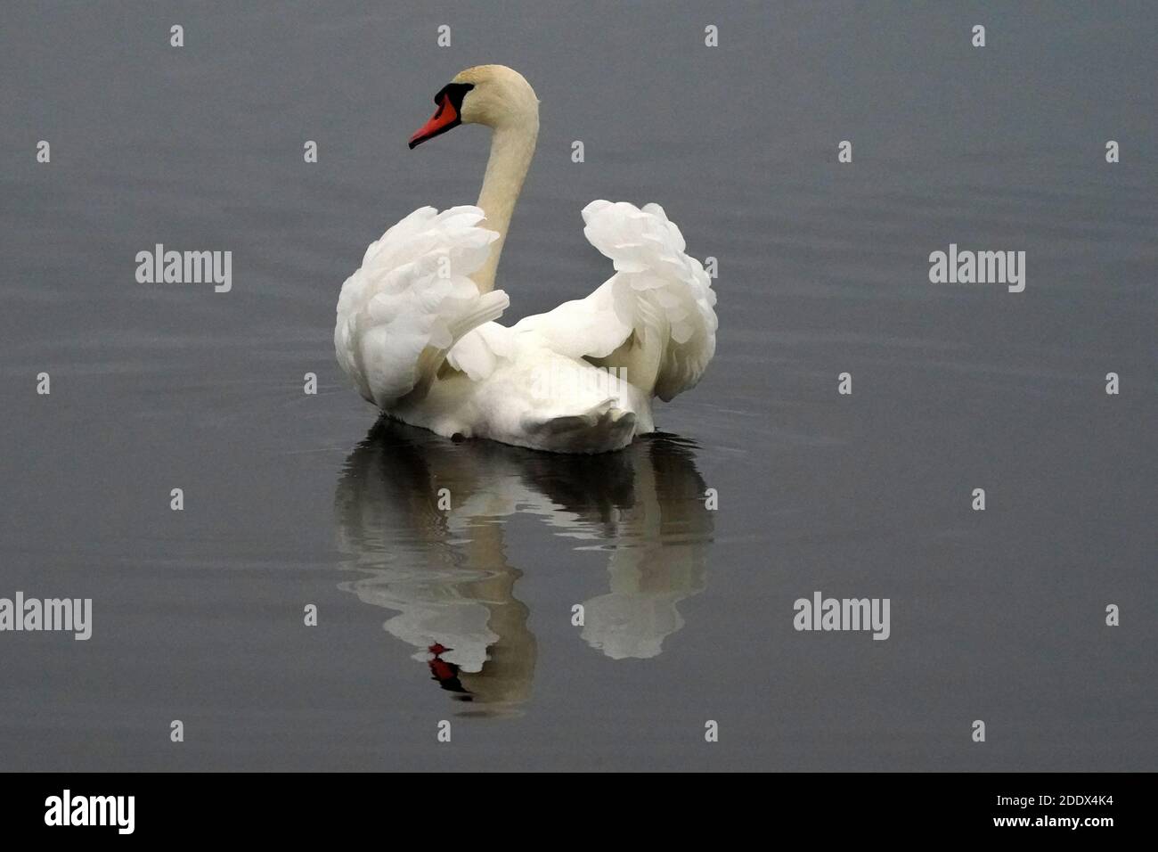Mute Swans swimming on soft still water Stock Photo - Alamy