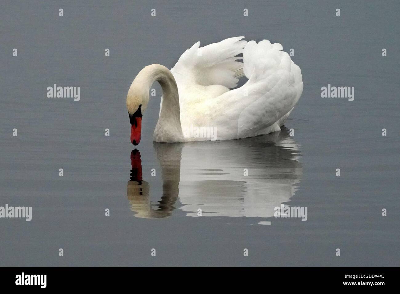 Wind up swan hi-res stock photography and images - Alamy